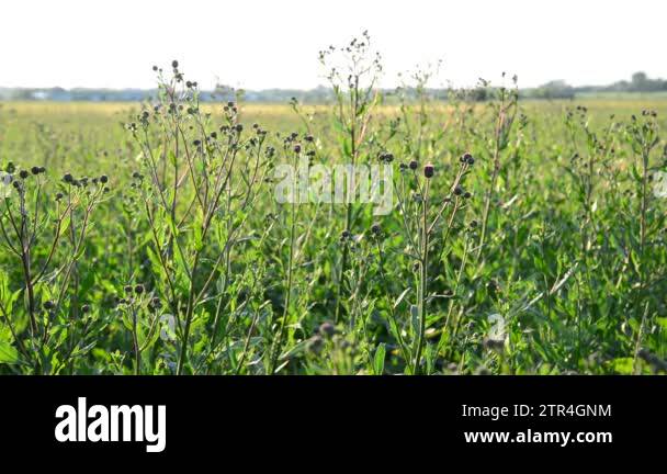 Field of weed Stock Videos & Footage - HD and 4K Video Clips - Alamy