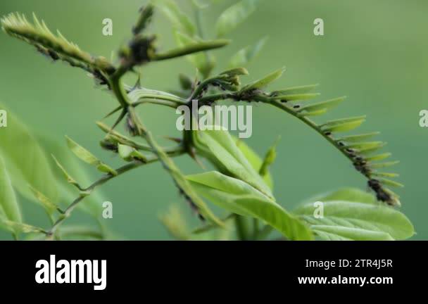 Young locust Stock Videos & Footage - HD and 4K Video Clips - Alamy