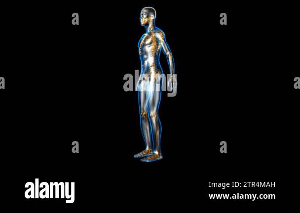 Human anatomy dead Stock Videos & Footage - HD and 4K Video Clips - Alamy