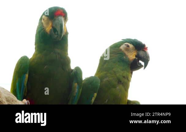 Primolius maracana Stock Videos & Footage - HD and 4K Video Clips - Alamy