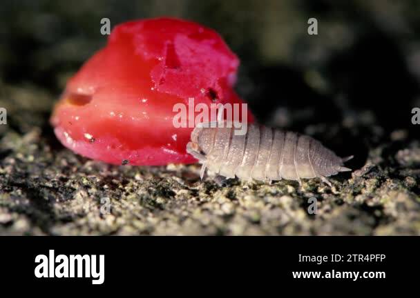 Porcellio scaber family porcellionidae Stock Videos & Footage - HD and ...