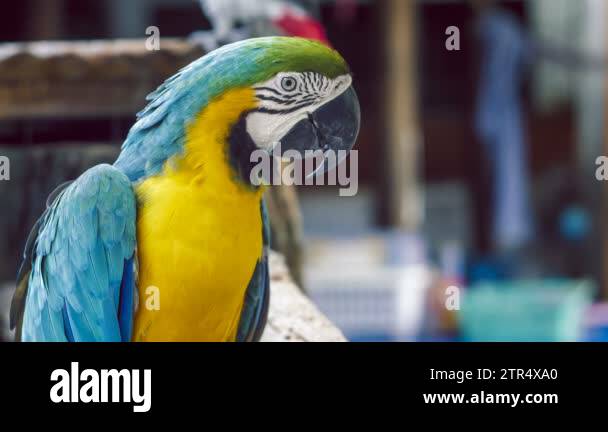 Macaw parrot. Blue yellow macaw parrot. Blue golden macaw parrot. Ara ...