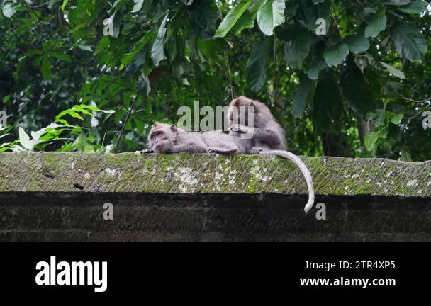 Monkey catch Stock Videos & Footage - HD and 4K Video Clips - Alamy