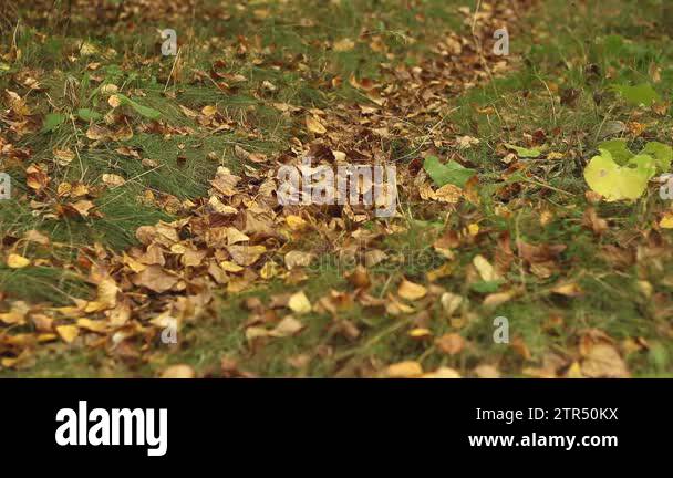 Cycle path in cambridge Stock Videos & Footage - HD and 4K Video Clips ...