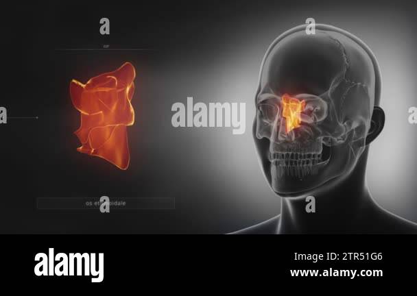 Male ethmoid skull anatomy Stock Videos & Footage - HD and 4K Video ...
