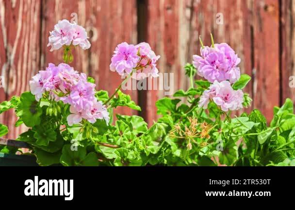 Pelargonium (geraniums). Geranium is botanical name (and also common ...