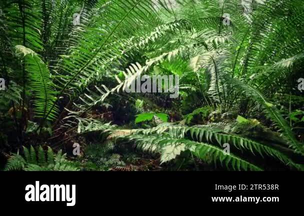Under ferns Stock Videos & Footage - HD and 4K Video Clips - Alamy