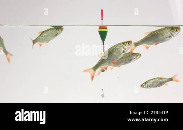 float bait and hook, rudd swims in water on white screen Stock Video ...