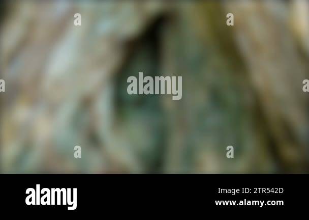 Video 1920x1080 - Ancient statue hidden in the roots of a tree Stock ...