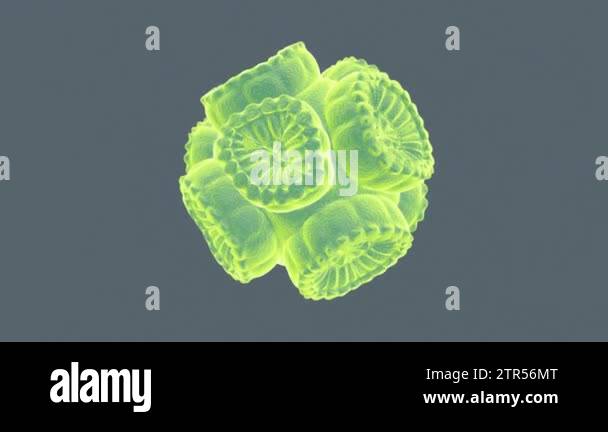 Plant pollen grain Stock Videos & Footage - HD and 4K Video Clips - Alamy
