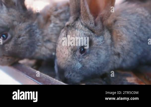 Rabbits in cage on Stock Videos & Footage - HD and 4K Video Clips - Alamy