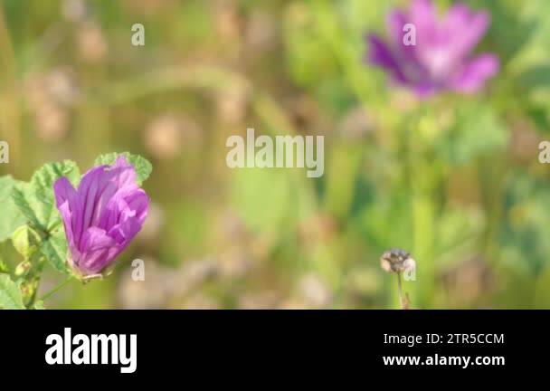 Malva sylvestris is species of mallow genus Malva in family of ...