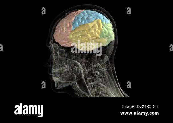Human anatomy. The anatomical model of a human brain is rotated around ...