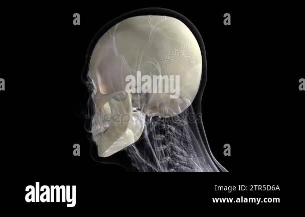 Human anatomy. The anatomical model of a human skull is rotated around ...