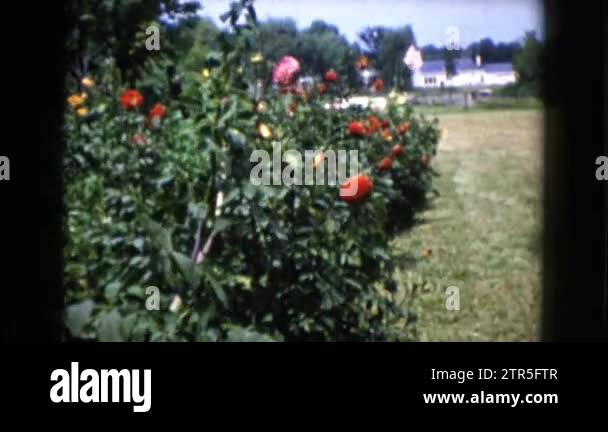 Bushes of flowers Stock Videos & Footage - HD and 4K Video Clips - Alamy