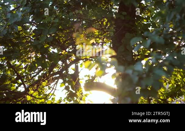 Rustle of leaves Stock Videos & Footage - HD and 4K Video Clips - Alamy