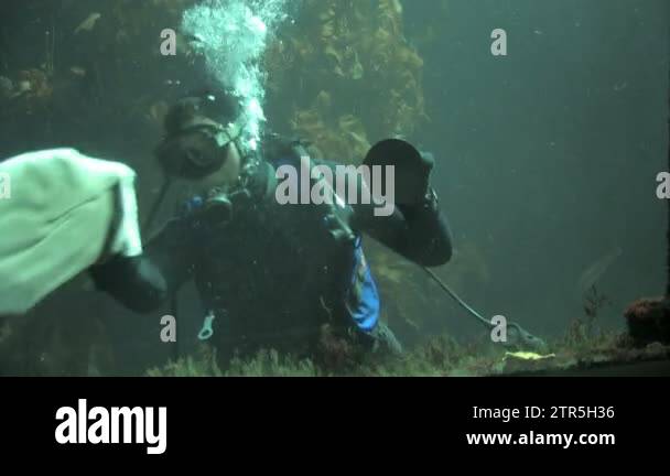 Cleaning aquarium tank Stock Videos & Footage - HD and 4K Video Clips ...