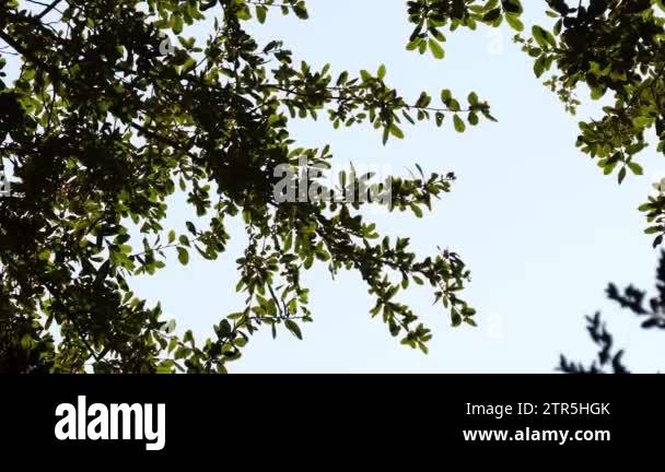 Quercus virginiana, southern live oak, is an evergreen oak tree native ...