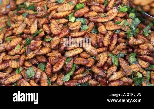 Edible roasted and spiced meal worms, Bugs fried on street food in ...