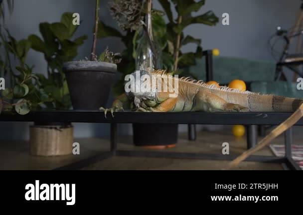 Iguana in reptile house Stock Videos & Footage - HD and 4K Video Clips ...