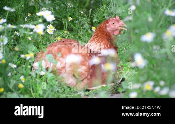 Aviary flowers Stock Videos & Footage - HD and 4K Video Clips - Alamy