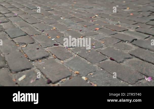 Sett flower petals Stock Videos & Footage - HD and 4K Video Clips - Alamy