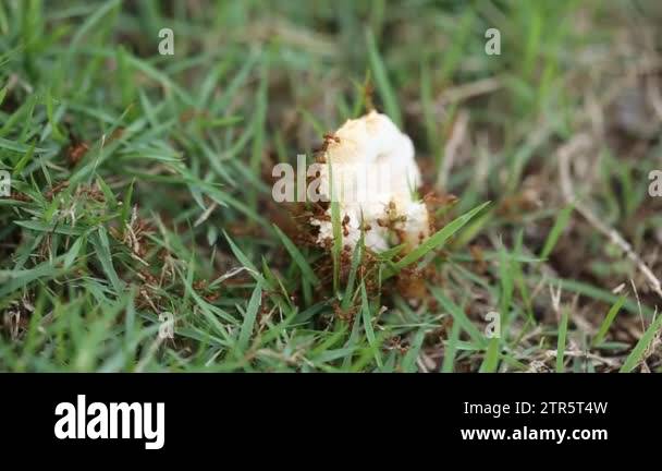 Animal eating mushroom Stock Videos & Footage - HD and 4K Video Clips ...
