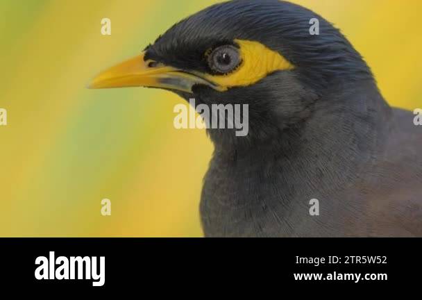Mynah ornithology Stock Videos & Footage - HD and 4K Video Clips - Alamy