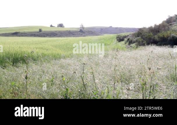 Hiking in green israel Stock Videos & Footage - HD and 4K Video Clips ...
