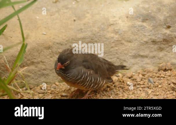 African quailfinch Stock Videos & Footage - HD and 4K Video Clips - Alamy