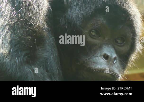 The brown-headed spider monkey (Ateles fusciceps robustus) is a ...