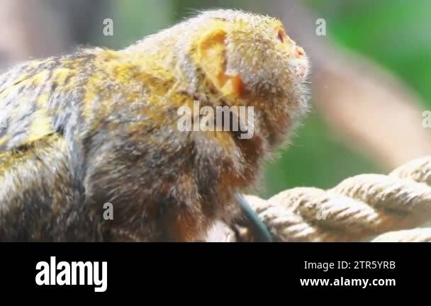 Native monkey species Stock Videos & Footage - HD and 4K Video Clips ...