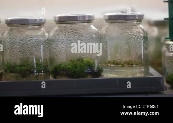 Plant tissue experiment Stock Videos & Footage - HD and 4K Video Clips ...