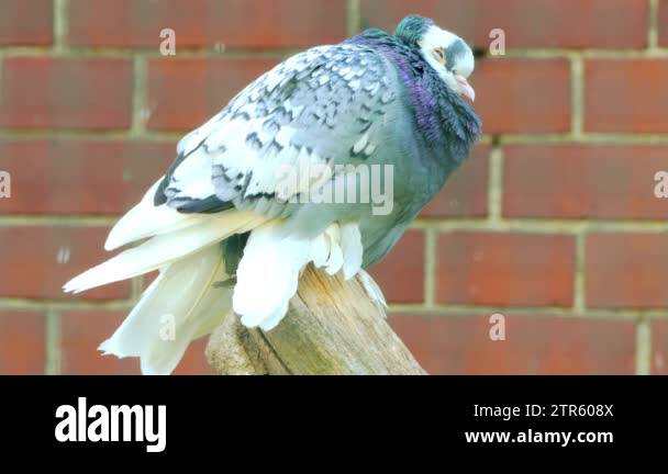 Helmet pigeons Stock Videos & Footage - HD and 4K Video Clips - Alamy