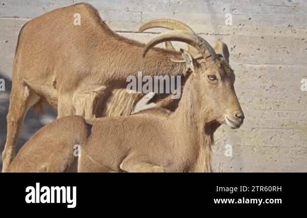 Barbary sheep (Ammotragus lervia) is species of caprid (goat-antelope) native to rocky mountains ...