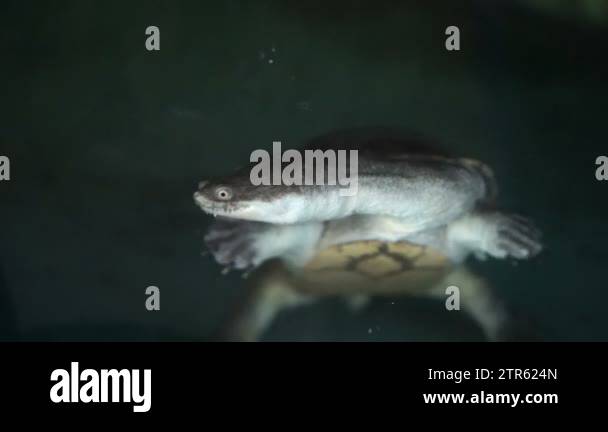Scary turtle Stock Videos & Footage - HD and 4K Video Clips - Alamy
