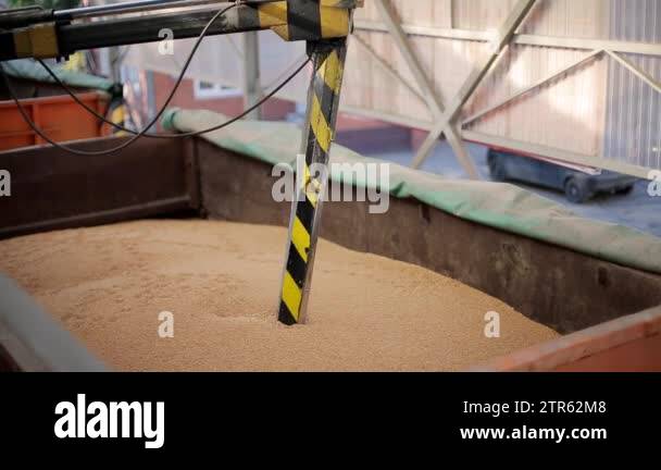 Probe tester plunges into the truck trailer to collect wheat for ...