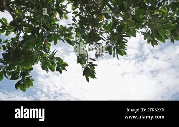sun rays leaking trought the leaves of a tropical tree Stock Video ...