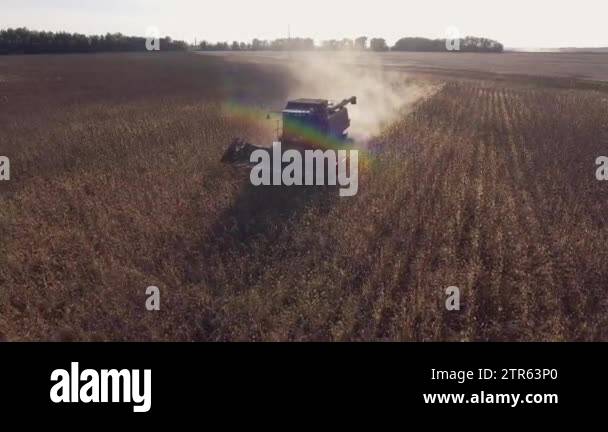 Combine harvests of sunflower. The camera flies around the combine ...