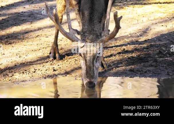 Reindeer (Rangifer tarandus), caribou in North America, is species of ...