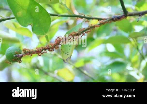 Green lemon tree Stock Videos & Footage - HD and 4K Video Clips - Alamy