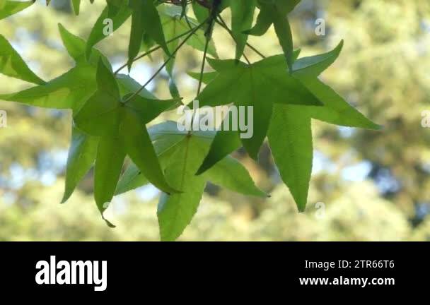 Liquidambar styraciflua, called American sweetgum, sweet gum, sweet-gum ...