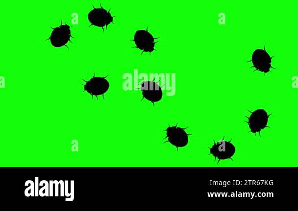 Swarm of beetles, CG animated silhouettes on green screen, seamless ...
