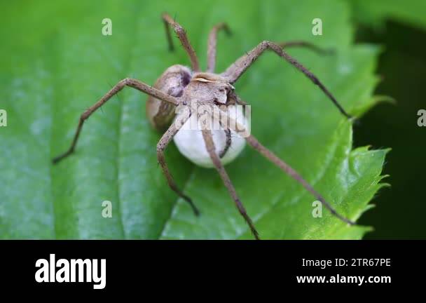 Spider cocoon Stock Videos & Footage - HD and 4K Video Clips - Alamy