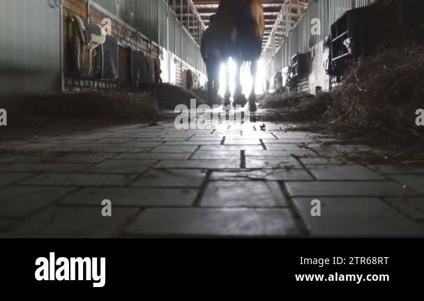 Young jockey is walking with a horse out of a stable. Man leading horse ...