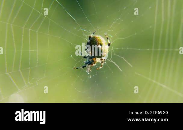 Spider eating moth Stock Videos & Footage - HD and 4K Video Clips - Alamy