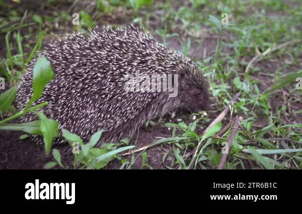 European hedgehog mouth Stock Videos & Footage - HD and 4K Video Clips ...