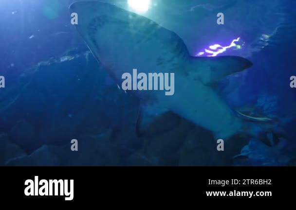 Sand Tiger Shark Carcharias taurus , dangerous fish floating in special ...