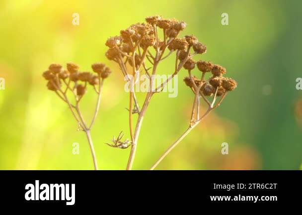 Tansy (Tanacetum vulgare) is perennial, herbaceous flowering plant of ...