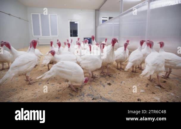 Turkeys with appendages walk around room on poultry farm Stock Video ...